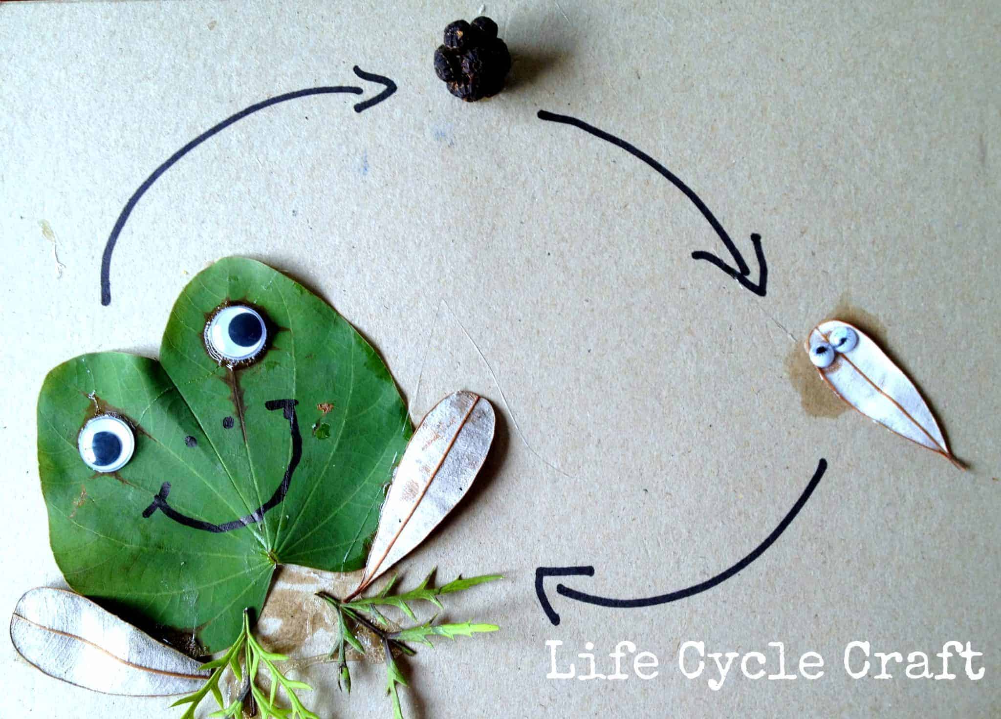 Frogs, Tadpoles and a Life Cycle Collage - Cooker and a Looker ...