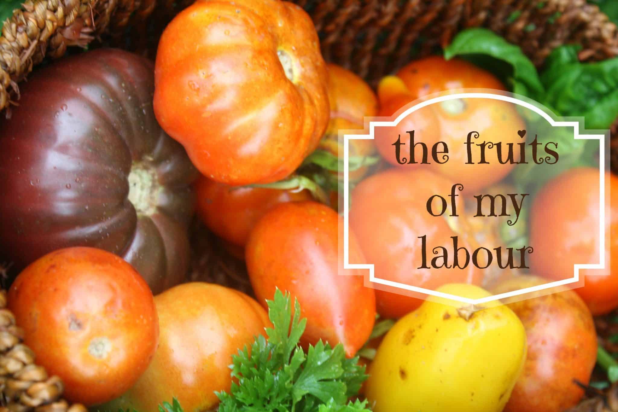 the fruits of my labour | homemade tomato paste - Cooker and a Looker ...